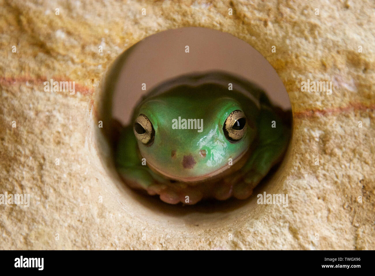 Frog peeking out from a hole Stock Photo - Alamy