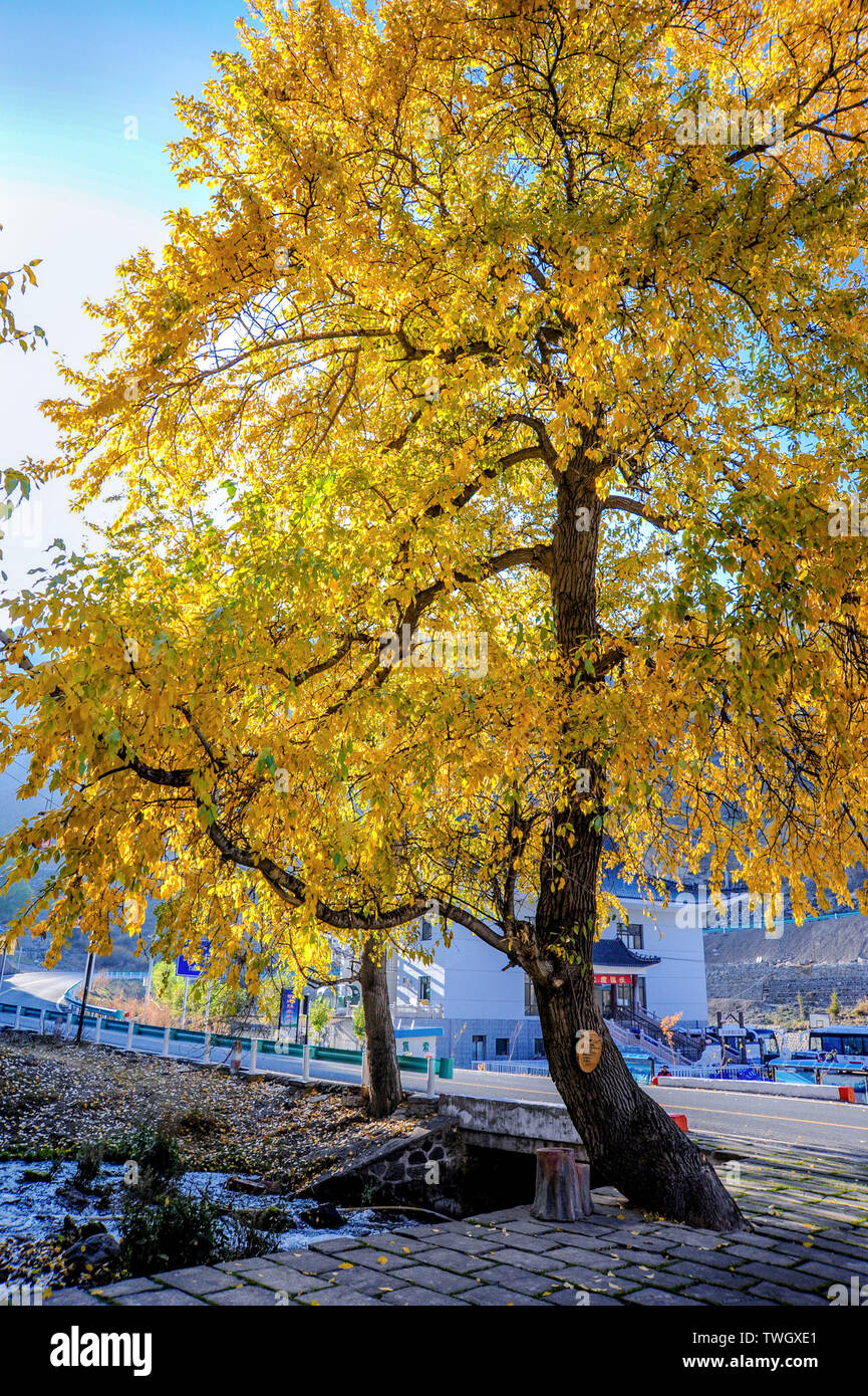 Tianchi, Tianshan, Changji, Xinjiang Stock Photo - Alamy