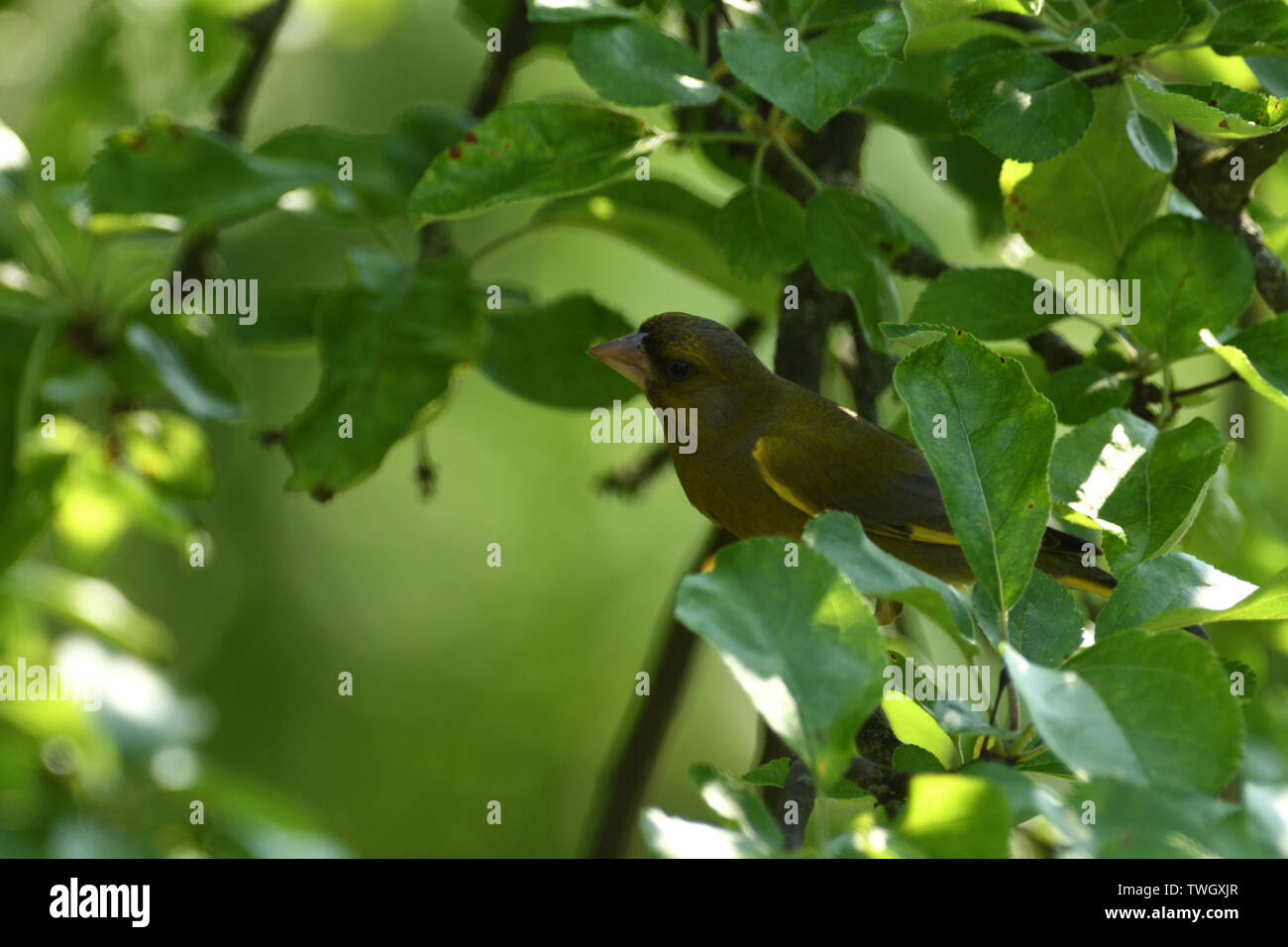 Female finch sits on tree hi-res stock photography and images - Alamy