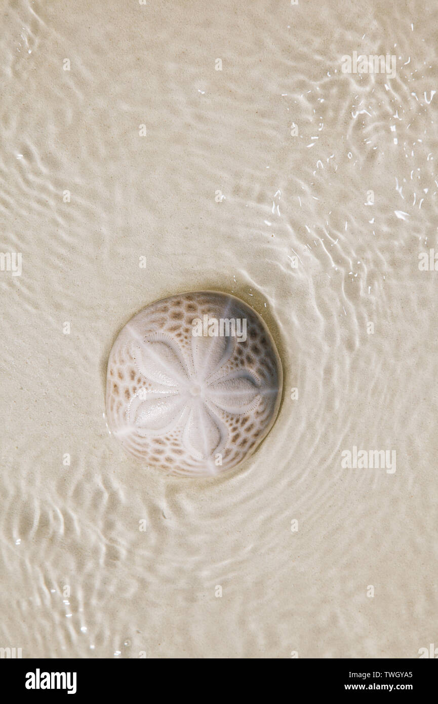 Caribbean sand dollar hi-res stock photography and images - Alamy