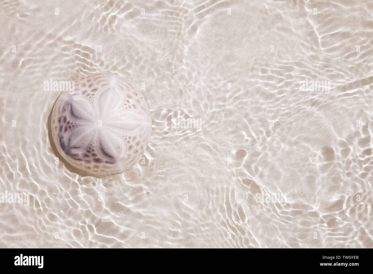 sand dollar coral on white beach sand under sea waves Stock Photo - Alamy