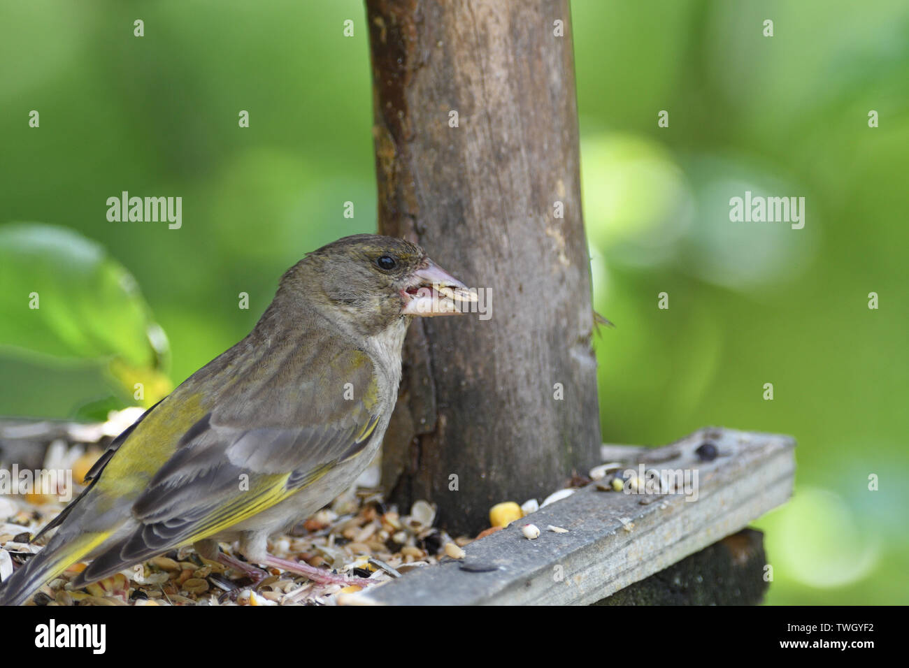 Green Goldfinch sits on the feeder and eats seeds and sunflower Stock ...