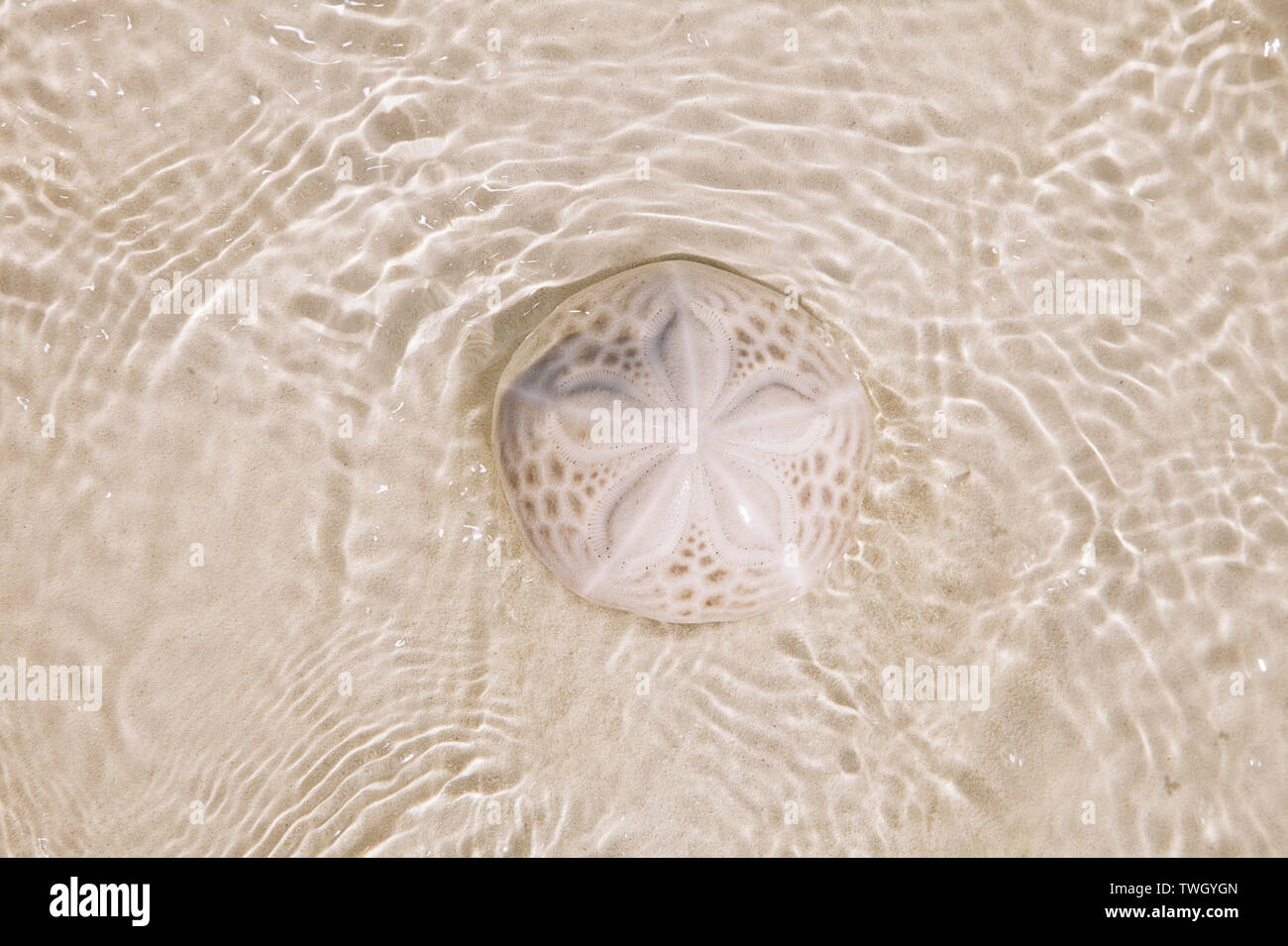 Caribbean sand dollar hi-res stock photography and images - Alamy
