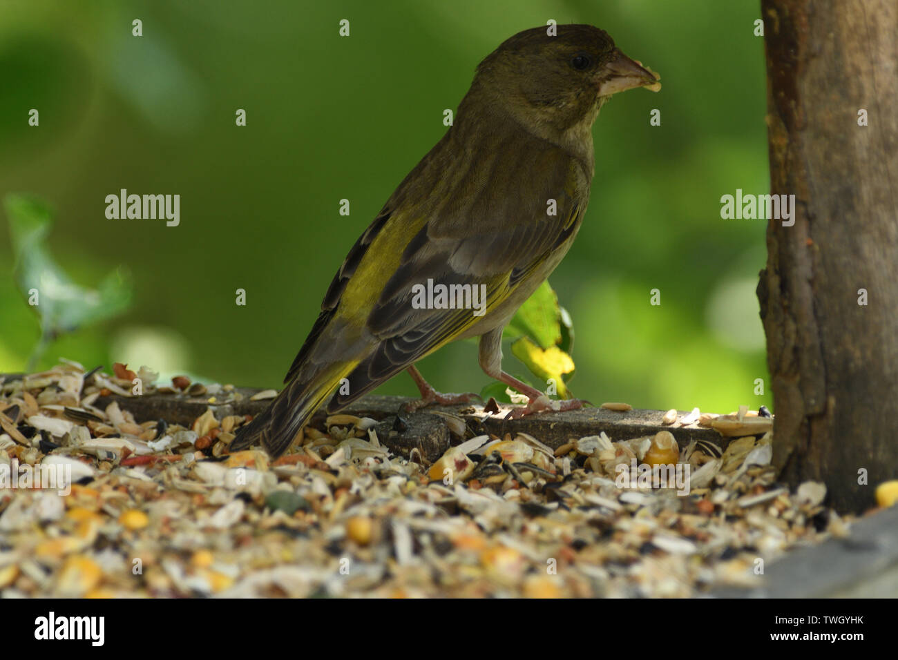 Green Goldfinch sits on the feeder and eats seeds and sunflower Stock ...