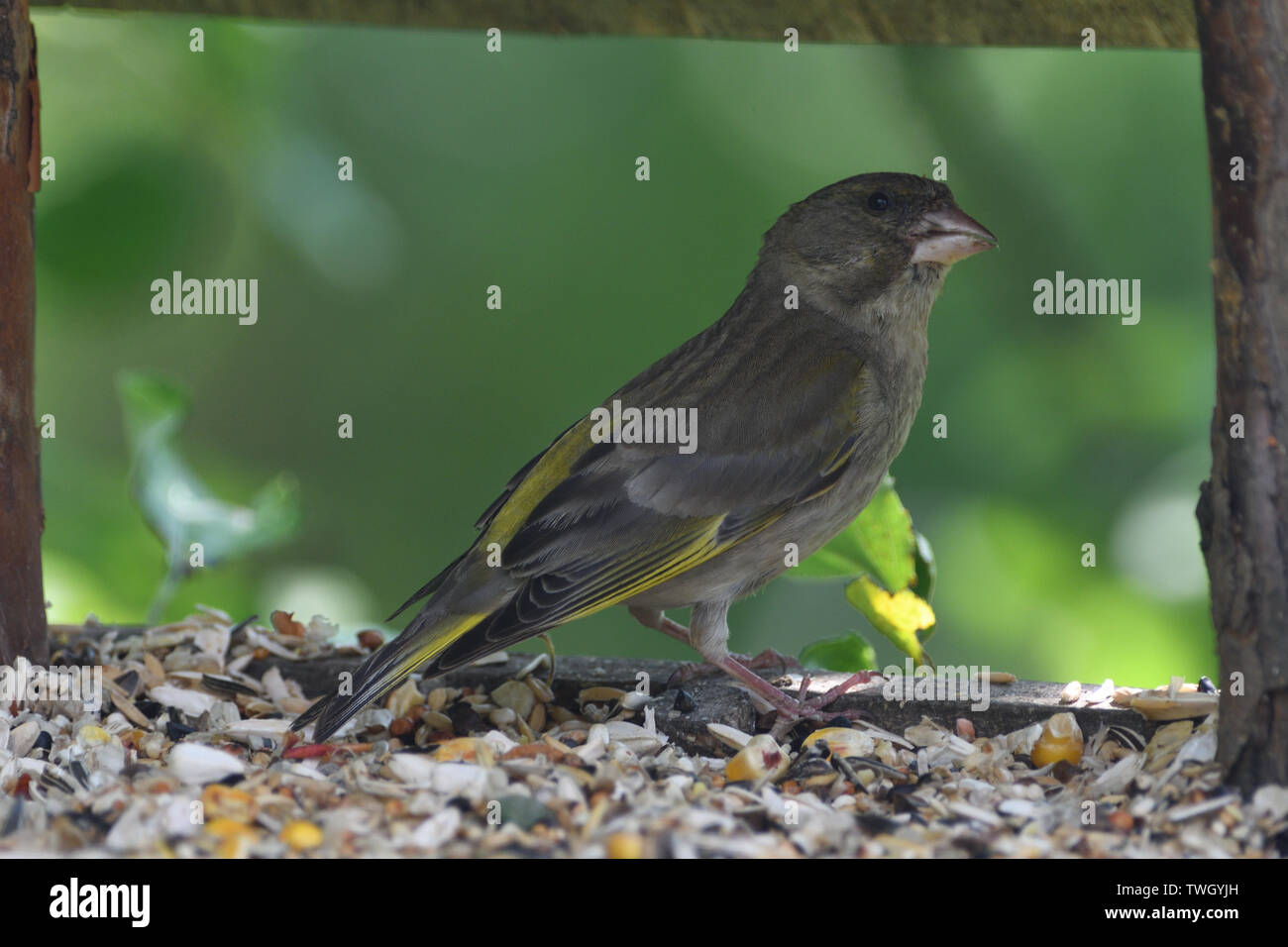 Green Goldfinch sits on the feeder and eats seeds and sunflower Stock ...