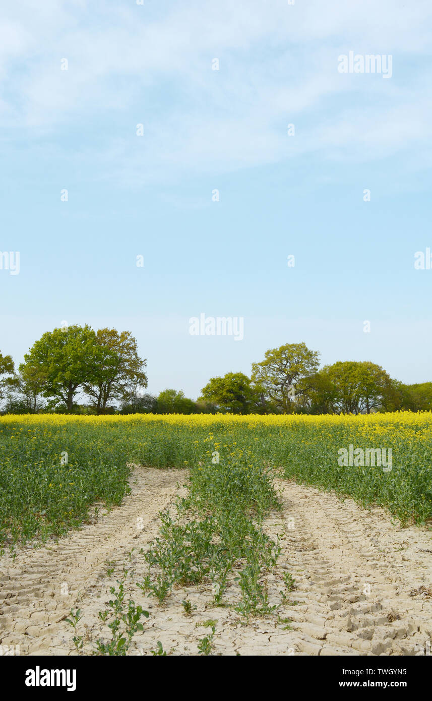 Tractor tyre tracks lead through a field of yellow rapeseed in an ...