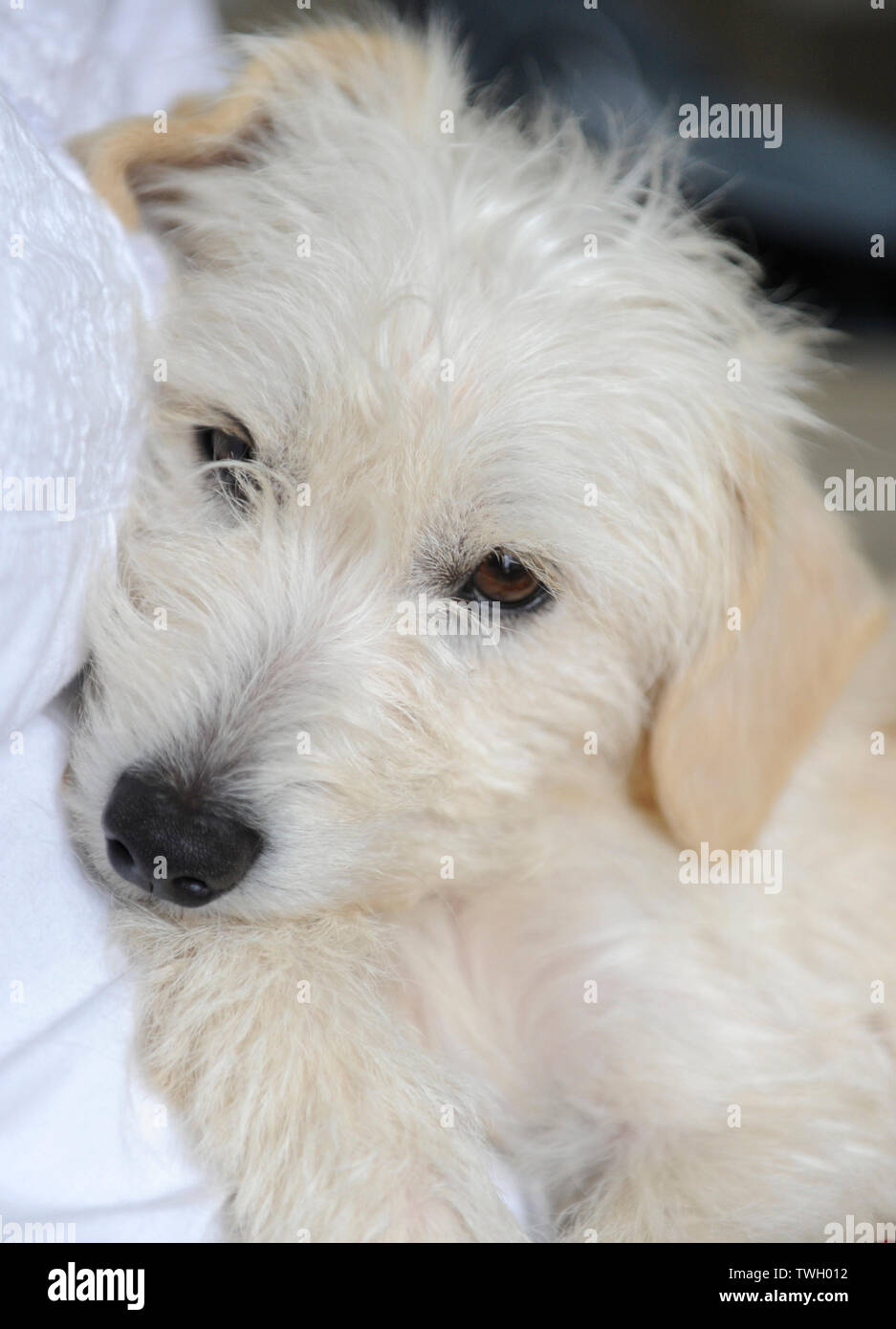 Crossbreed animals hi-res stock photography and images - Alamy