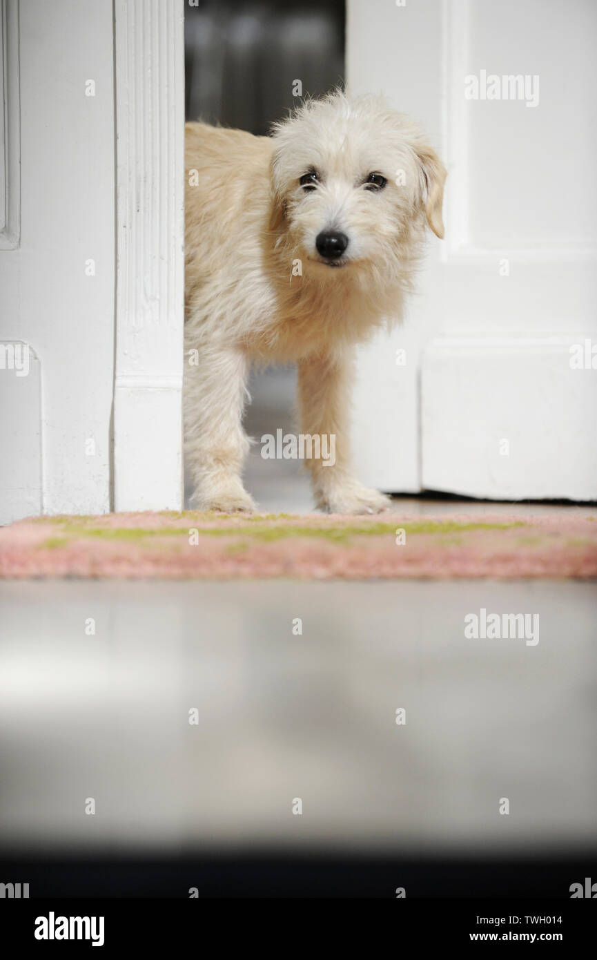 Animals dog hi-res stock photography and images - Alamy
