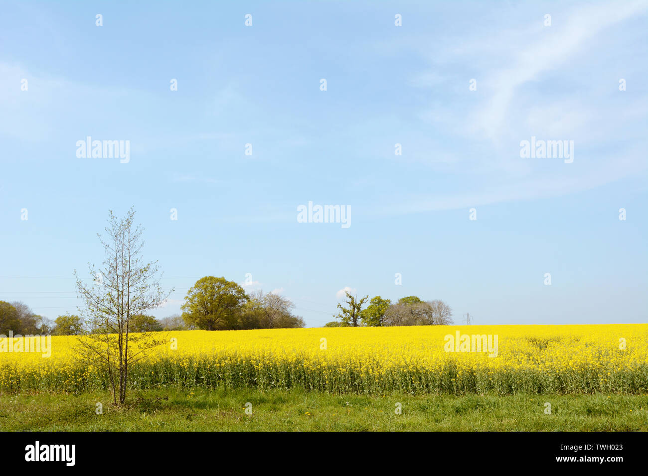 English farm field full of bright yellow rapeseed in flower under a ...