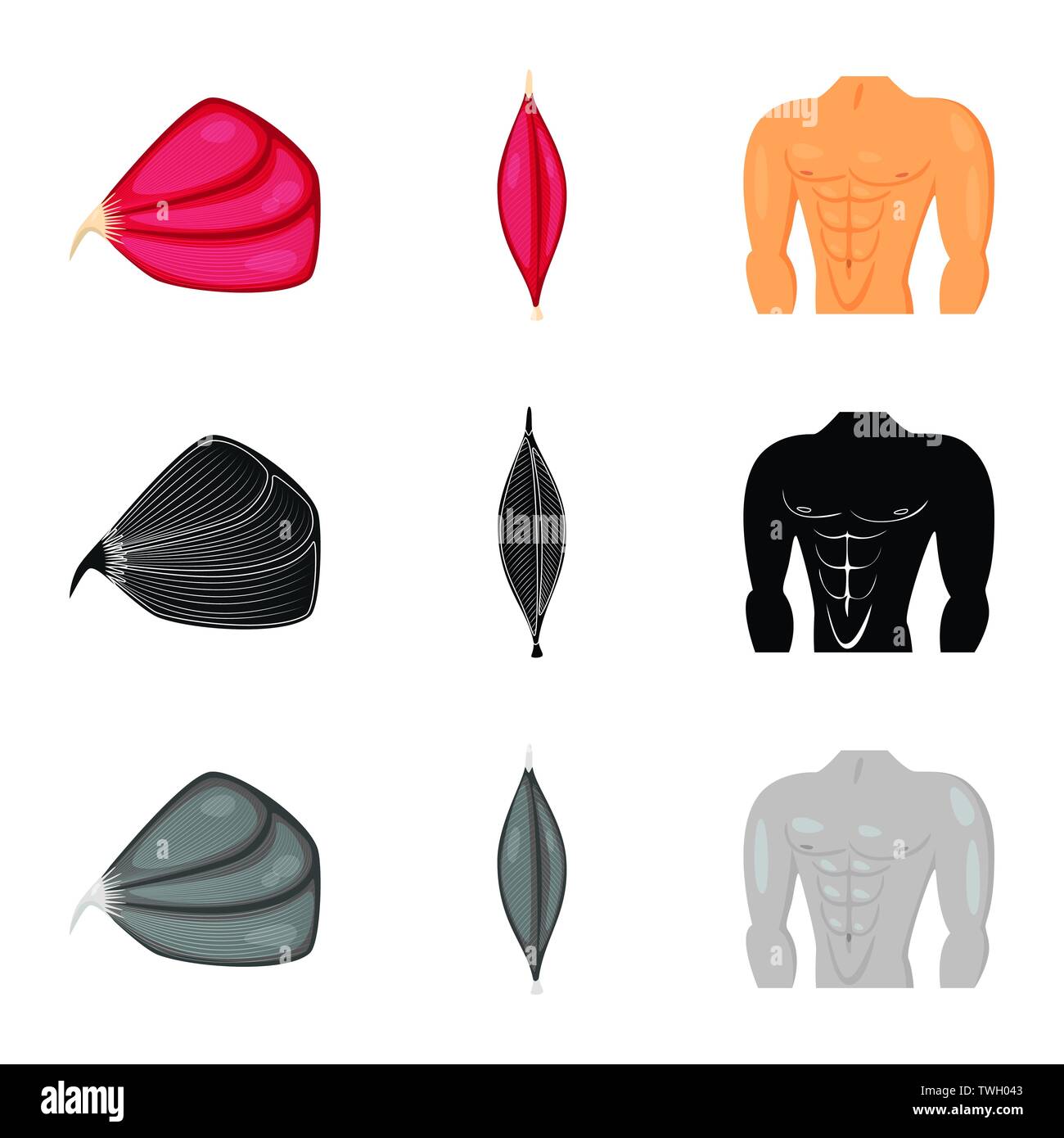 Vector design of fiber and muscular symbol. Collection of fiber and ...