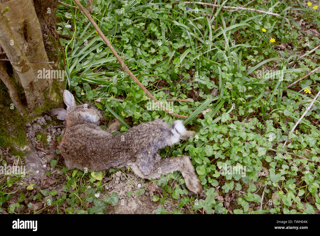Injured rabbit hi-res stock photography and images - Alamy