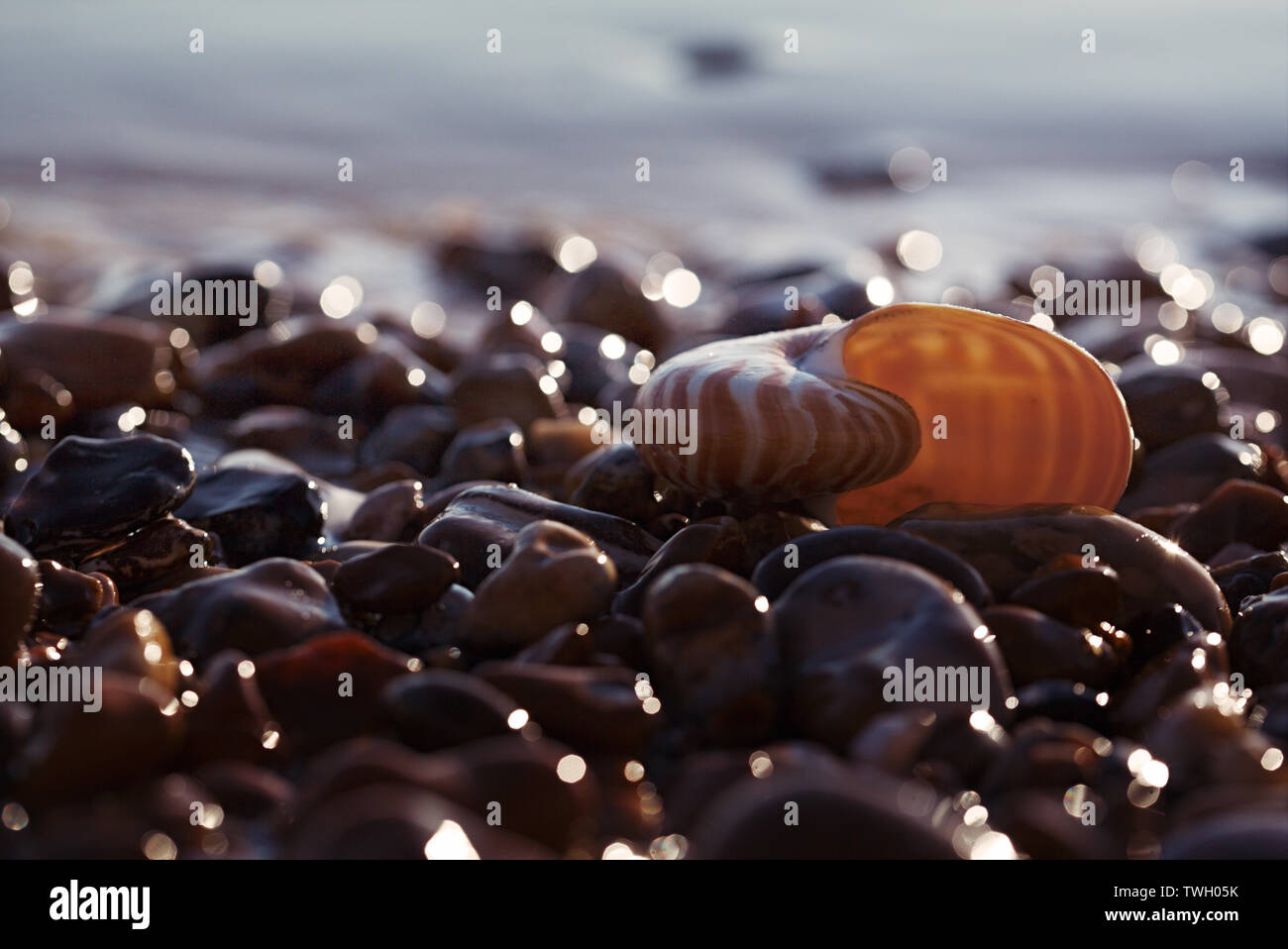 British summer beach with nautilus pompilius sea shell Stock Photo - Alamy