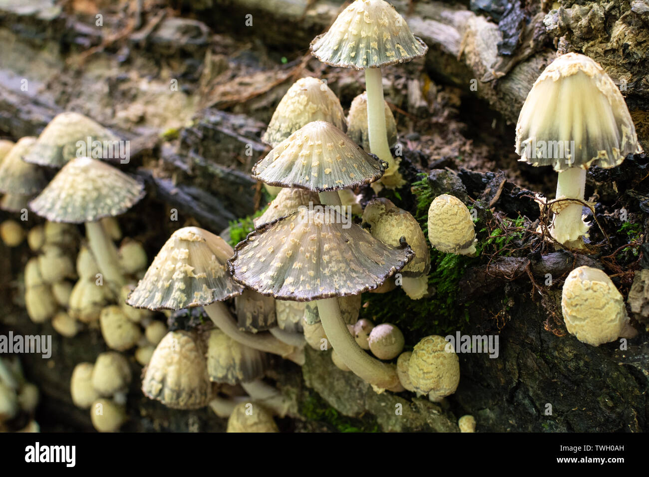 Mushrooms growing on a dead tree in Starved Rock State Park, Illinois ...