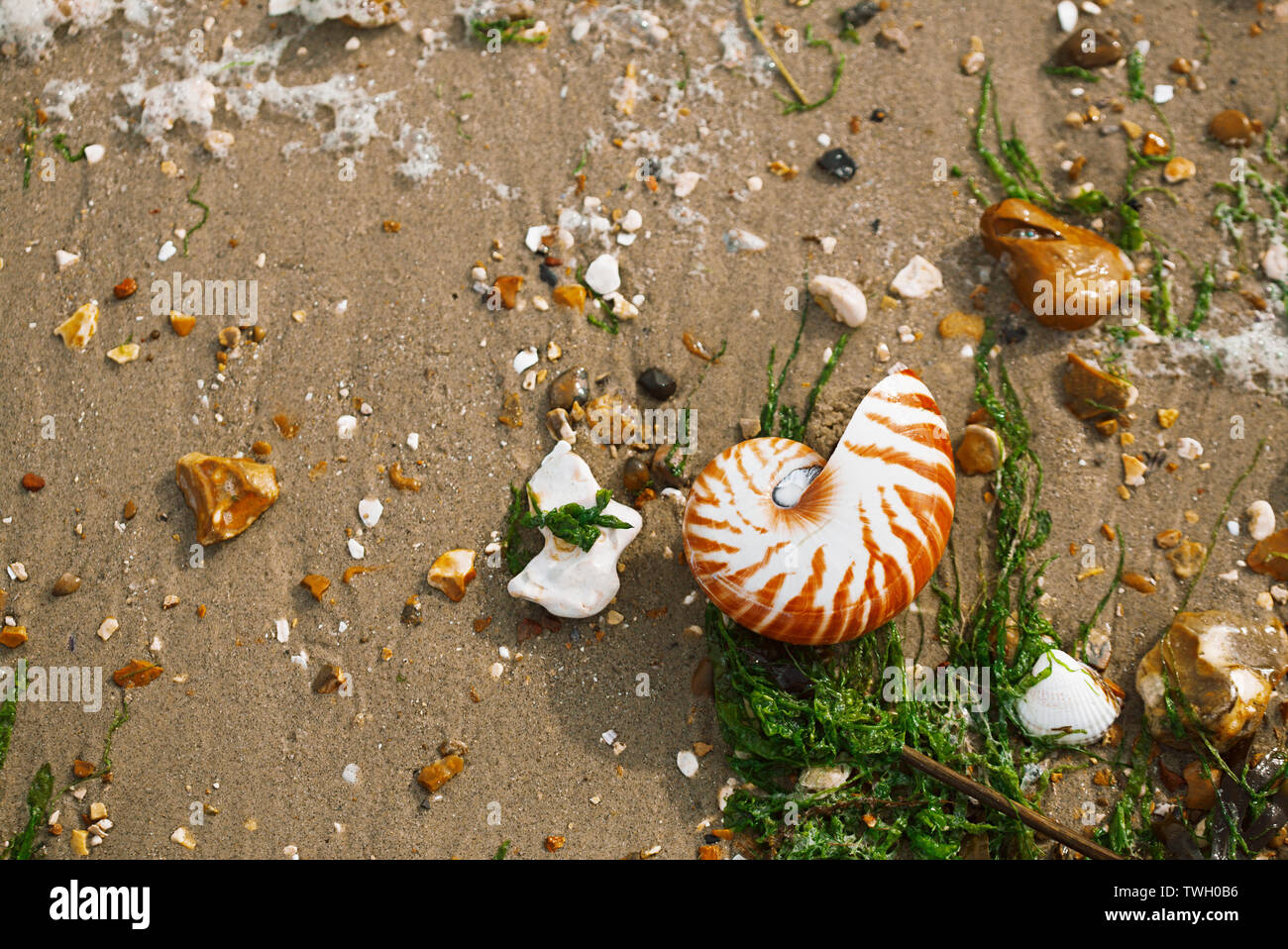 British summer beach with nautilus pompilius sea shell Stock Photo - Alamy