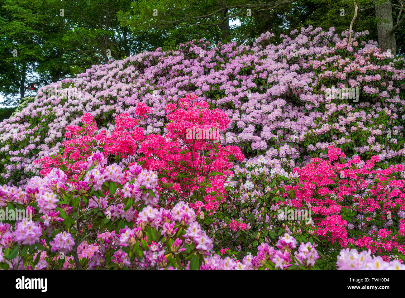 Azaleas and rhododendrons blooming in the garden Stock Photo - Alamy