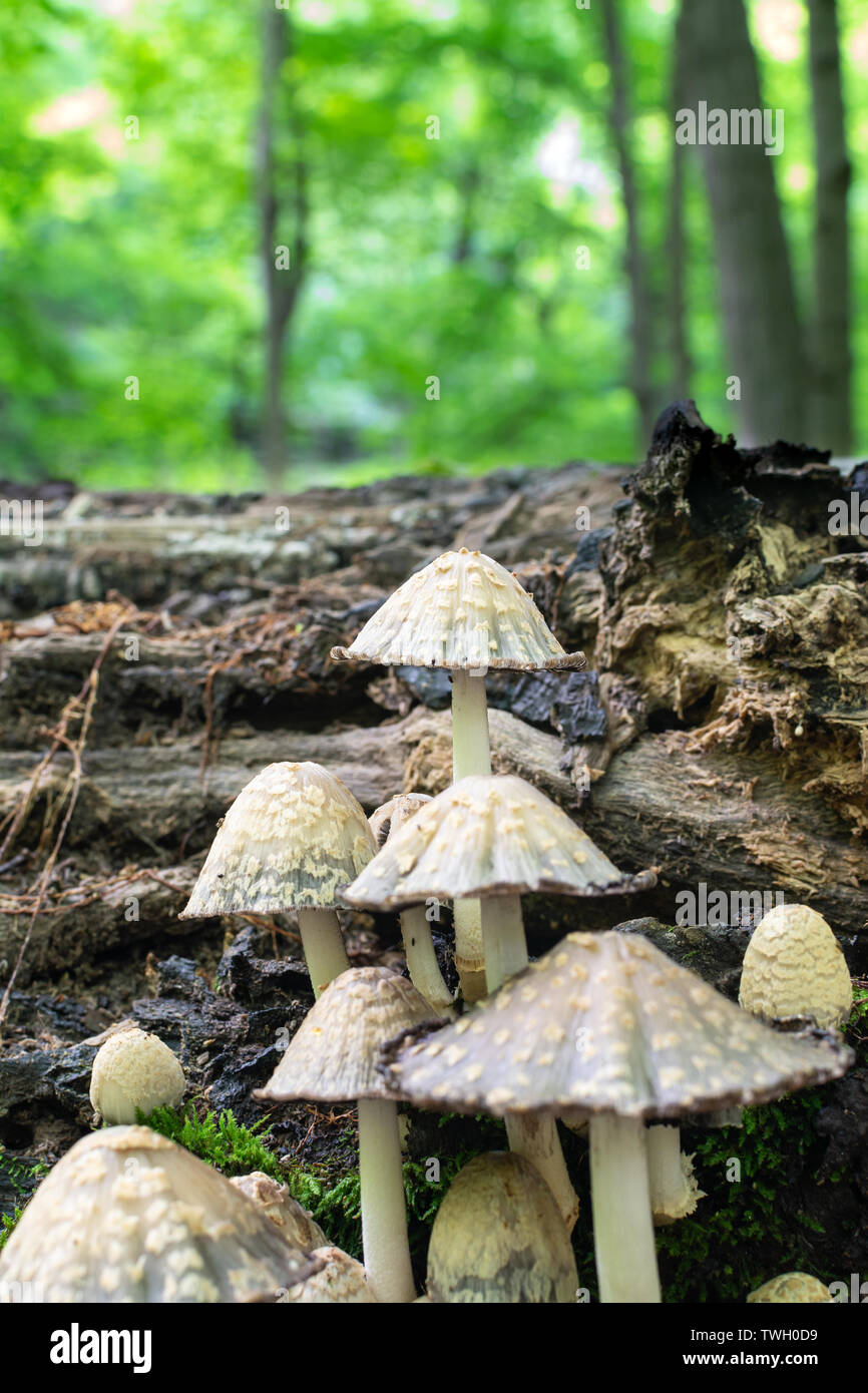 Mushrooms growing on a dead tree in Starved Rock State Park, Illinois ...