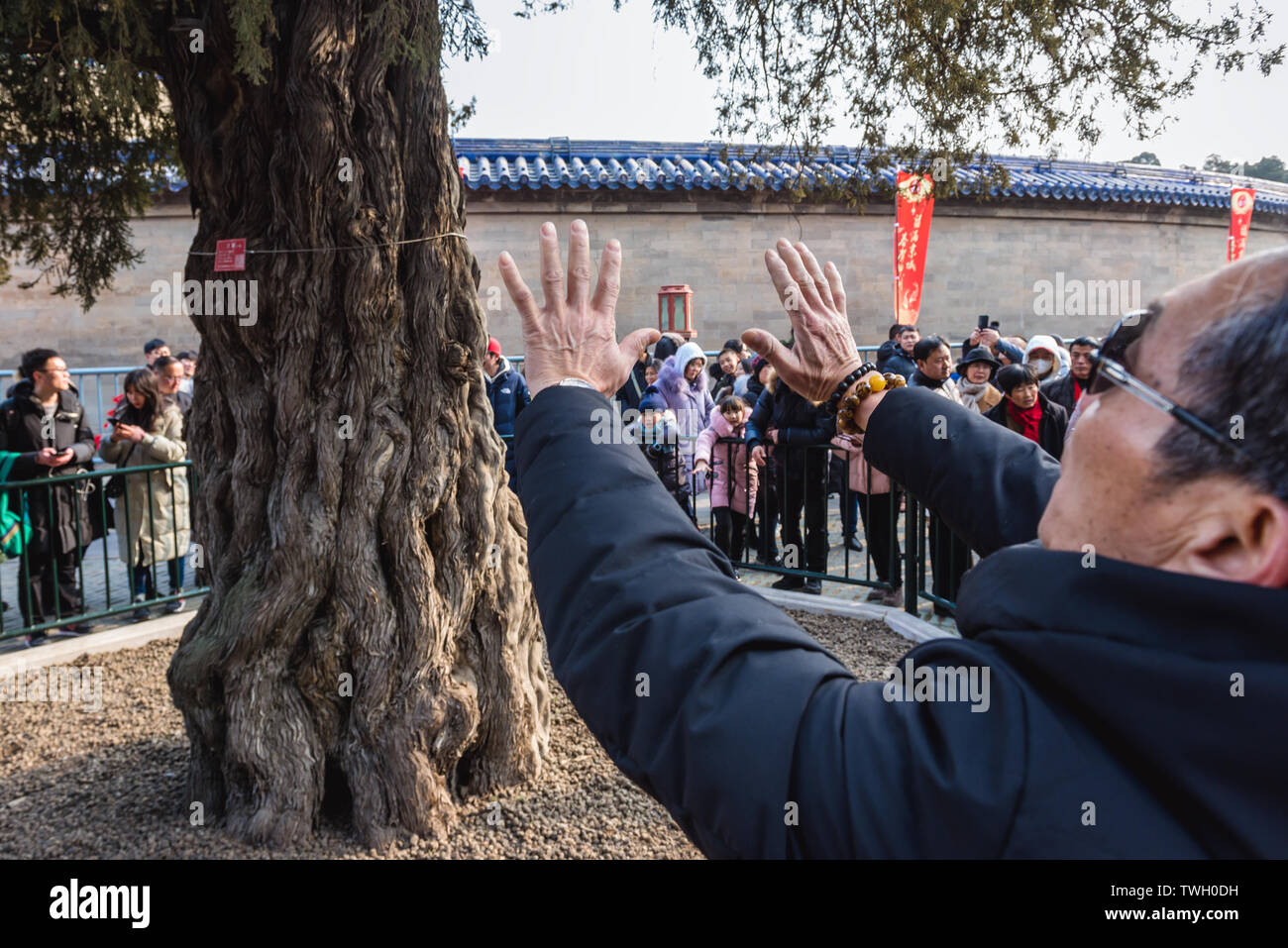 Tourists in sfront of o called Nine Dragons cypress - more than 500 ...