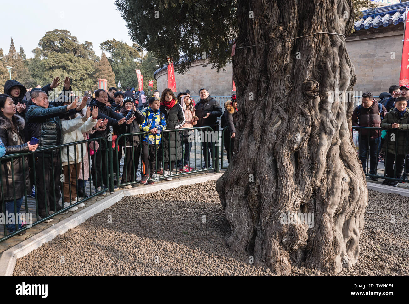 Tourists in sfront of o called Nine Dragons cypress - more than 500 ...