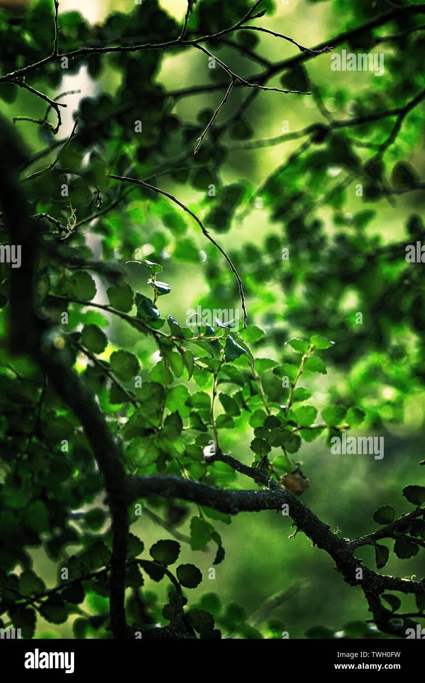 green leaves taken from the inside of the tree looking outwards Stock ...