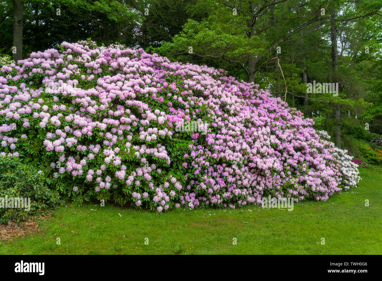 Rhododendrons blooming in the garden Stock Photo - Alamy