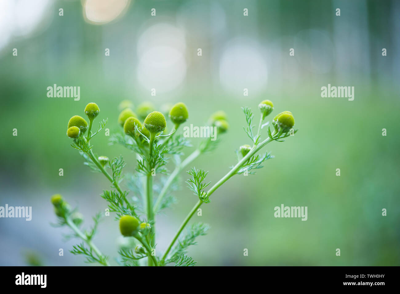 Matricaria discoidea, Wild Chamomile, Pineappleweed Stock Photo - Alamy
