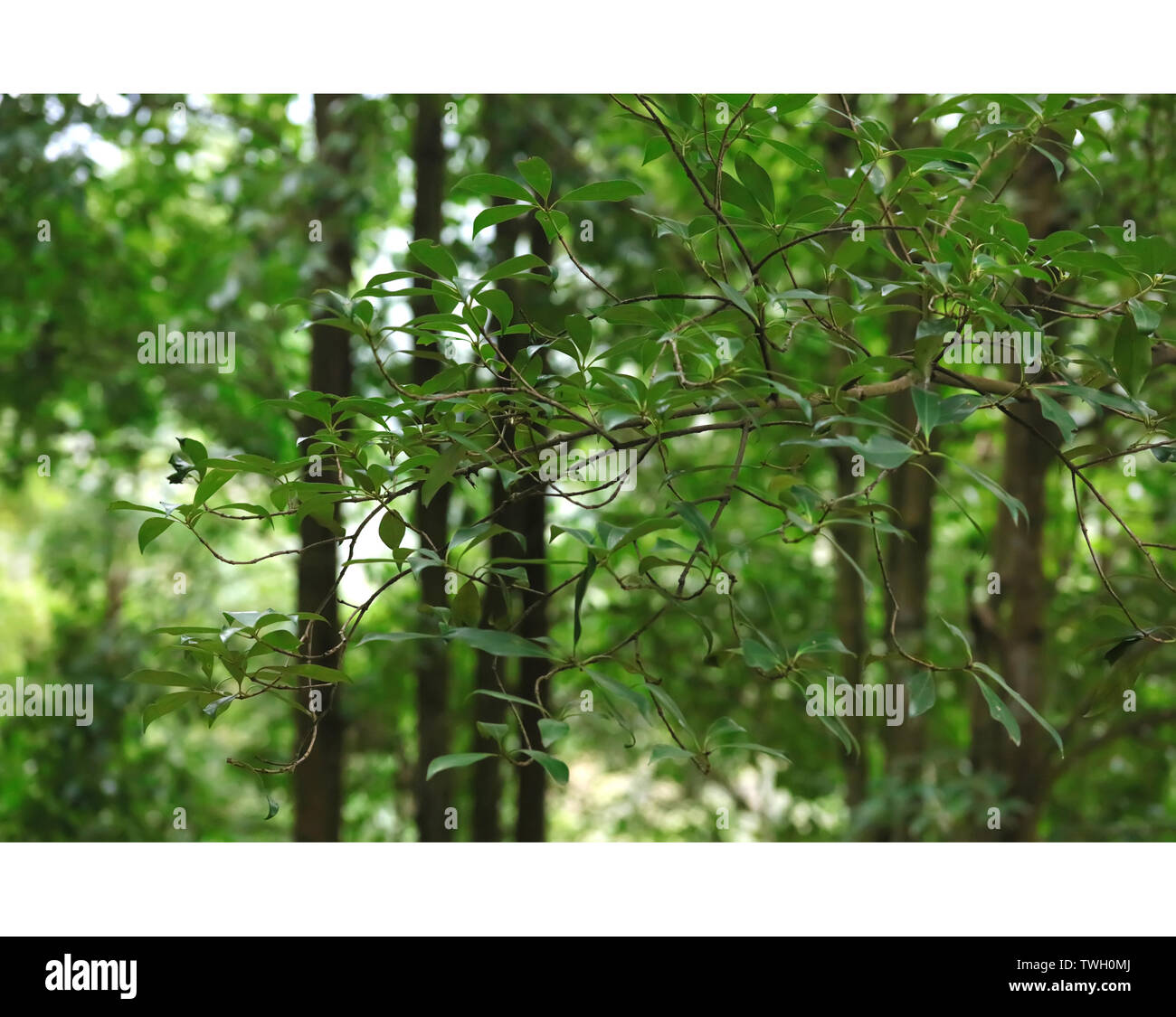 Octagon spice hi-res stock photography and images - Alamy