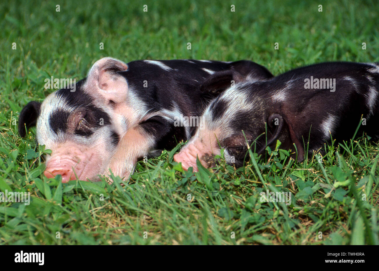 Two pigs sleeping hi-res stock photography and images - Alamy