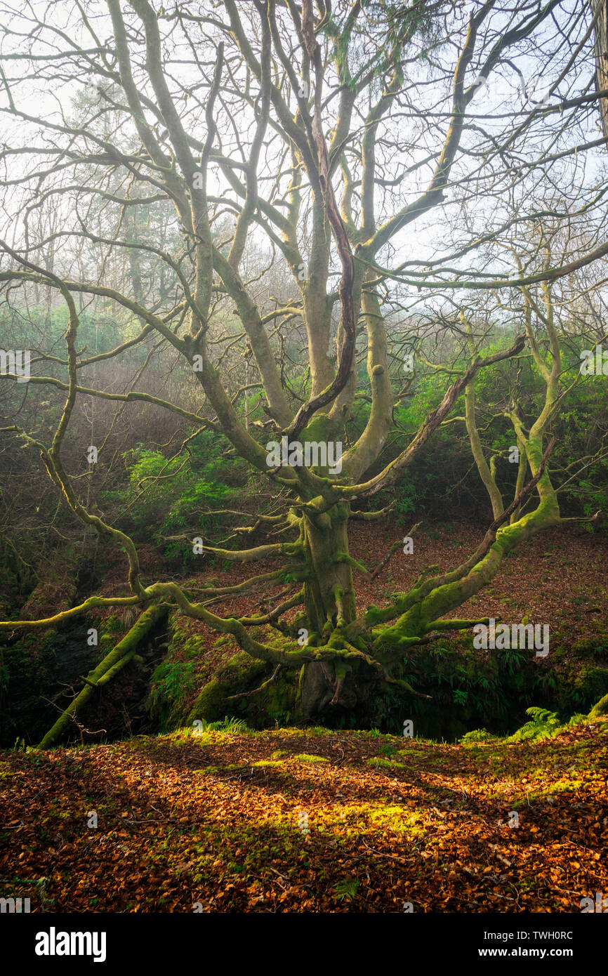 old gnarled tree in a forest Stock Photo - Alamy