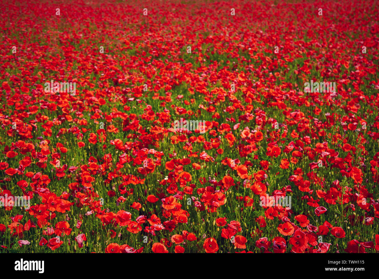 Poppy flowers meadow hi-res stock photography and images - Alamy