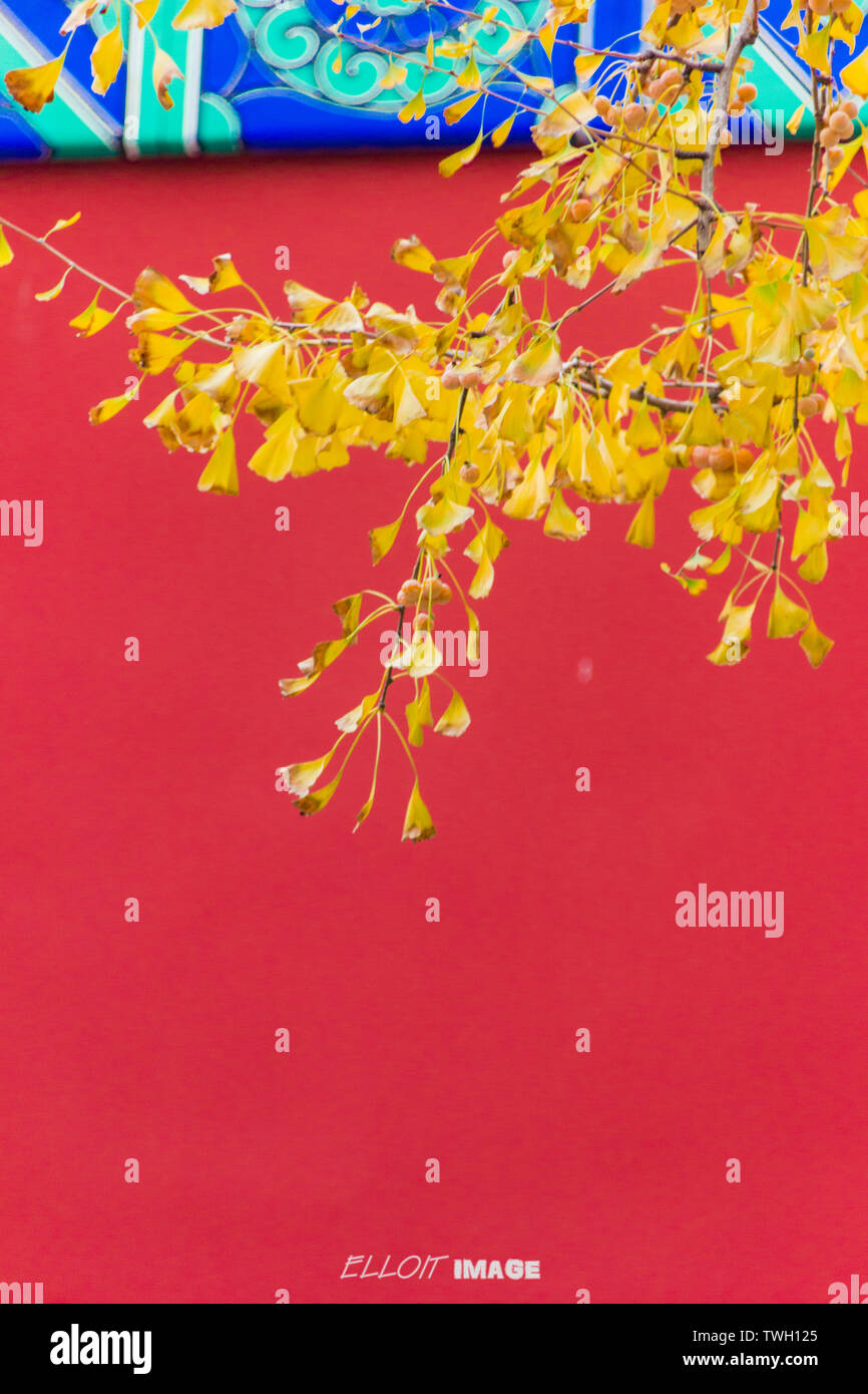 Autumn color of the altar Stock Photo - Alamy