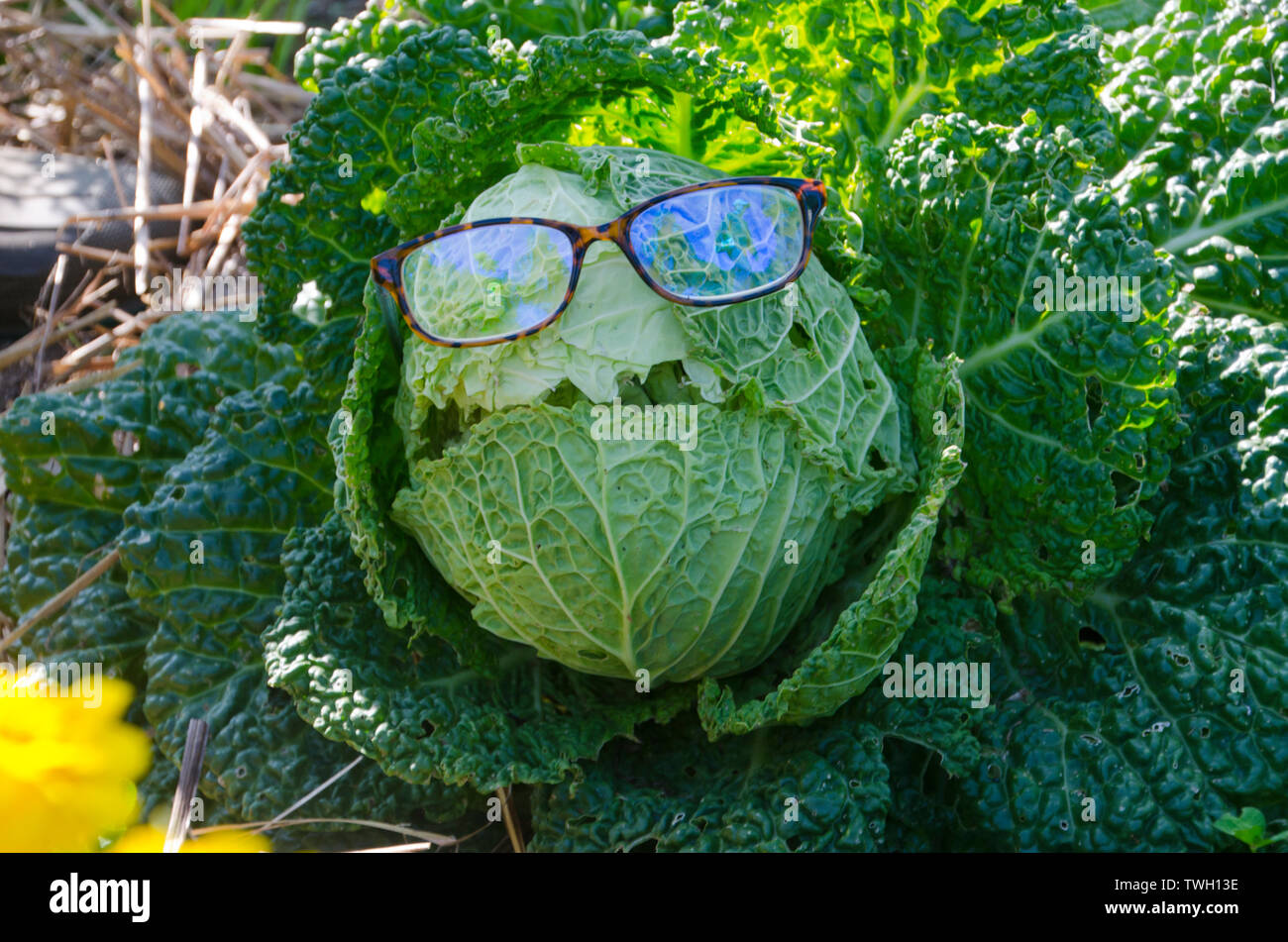 Vegetables face head hi-res stock photography and images - Alamy