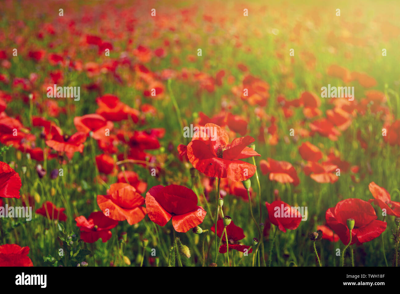 Deep reed poppy flowers meadow in sun light beams Stock Photo - Alamy