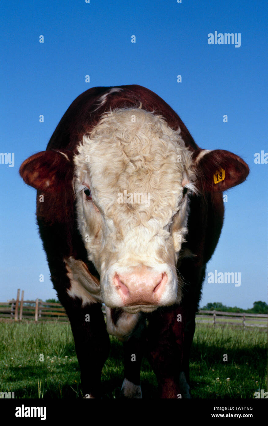 Polled hereford cattle hi-res stock photography and images - Alamy