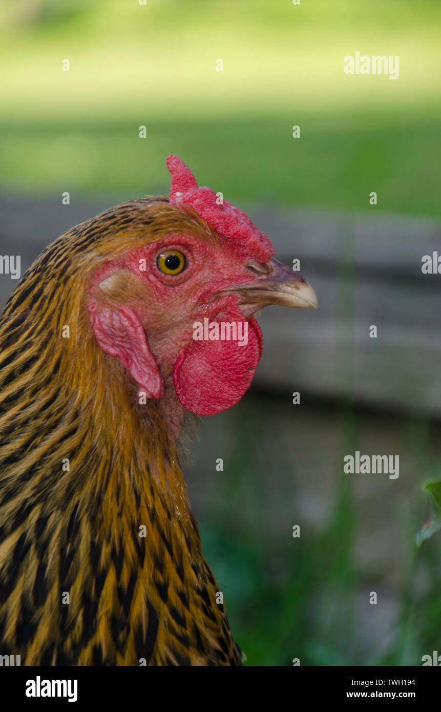 Copper maran chicken hi-res stock photography and images - Alamy