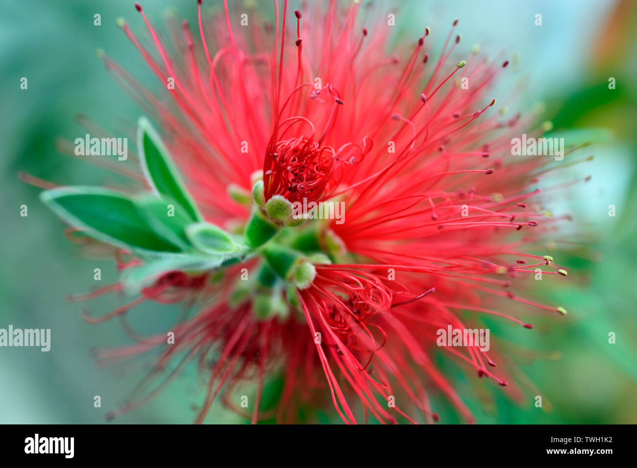 Australia bottle brush tree hi-res stock photography and images - Alamy