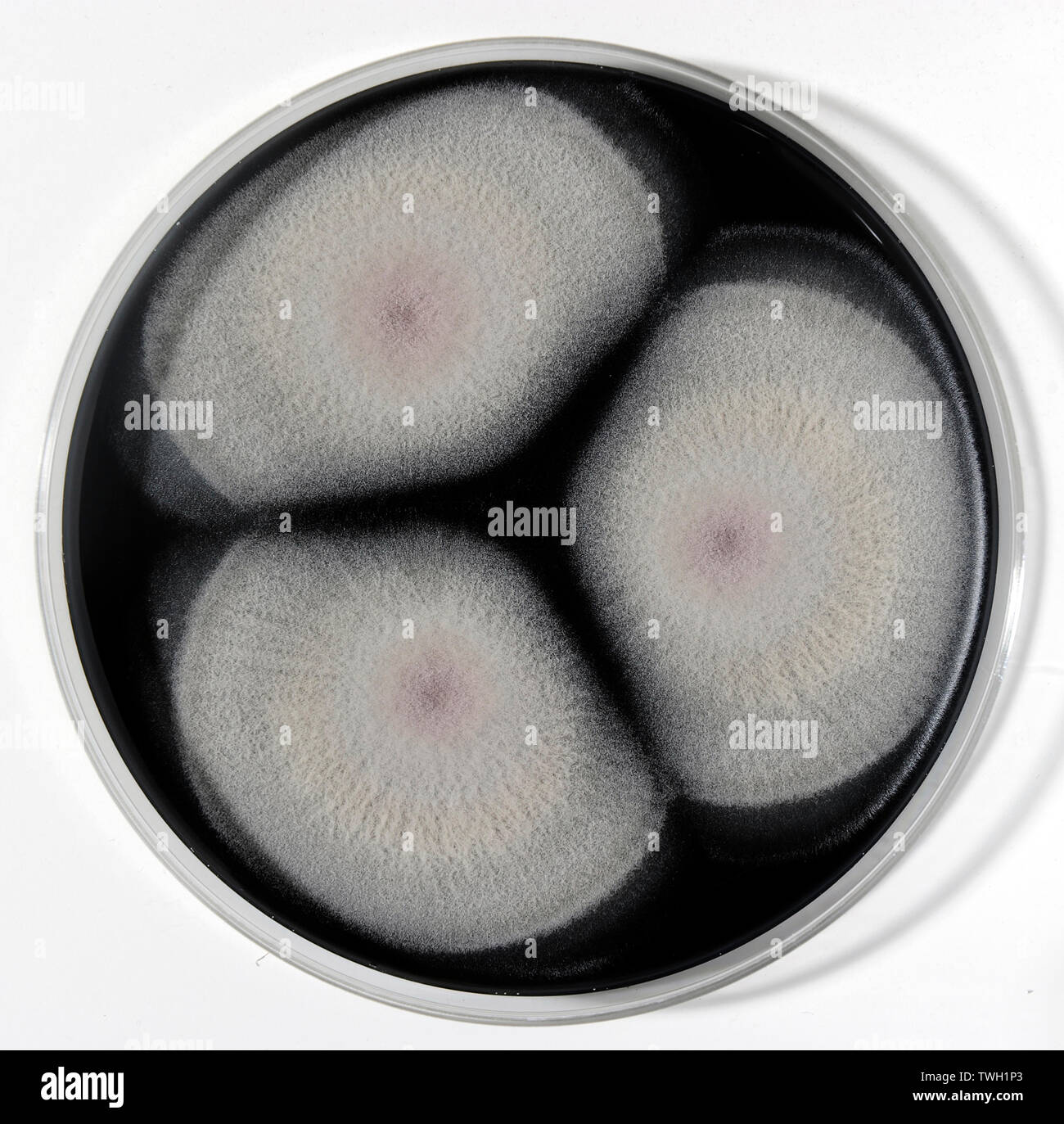 Applied research with mildew grown in a lab Stock Photo - Alamy