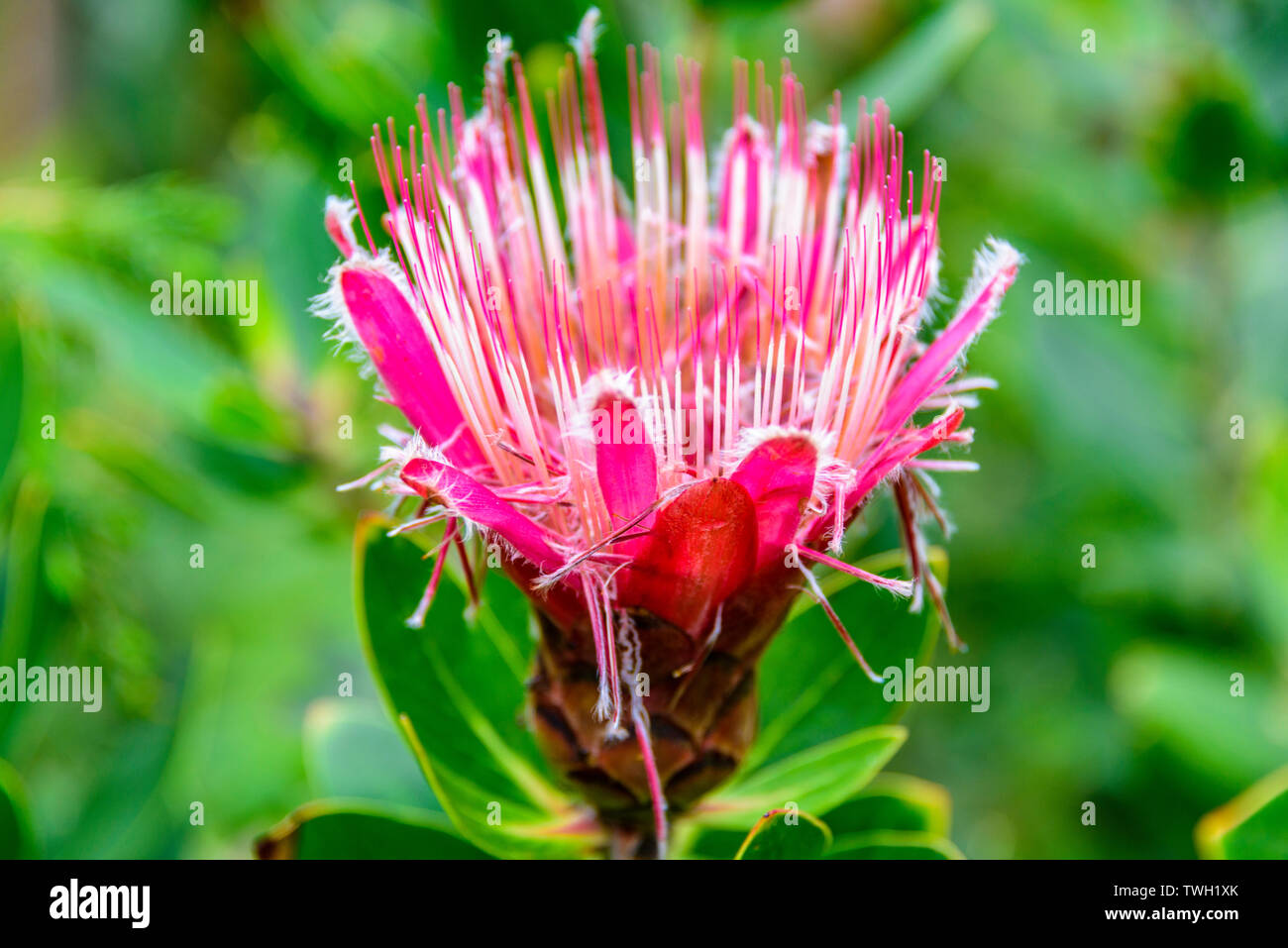 Tourism and biology hi-res stock photography and images - Alamy