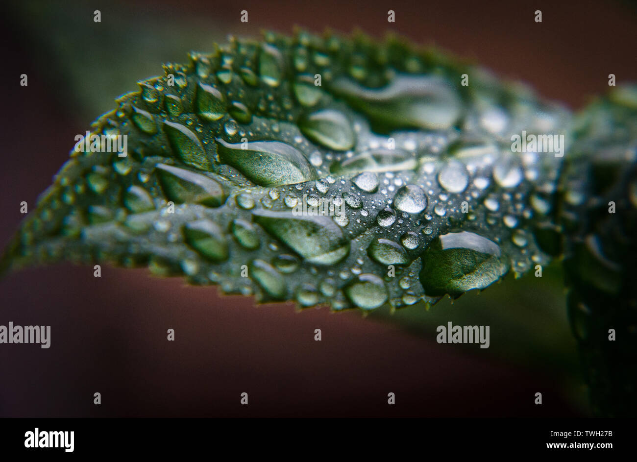 droplets of water Stock Photo - Alamy