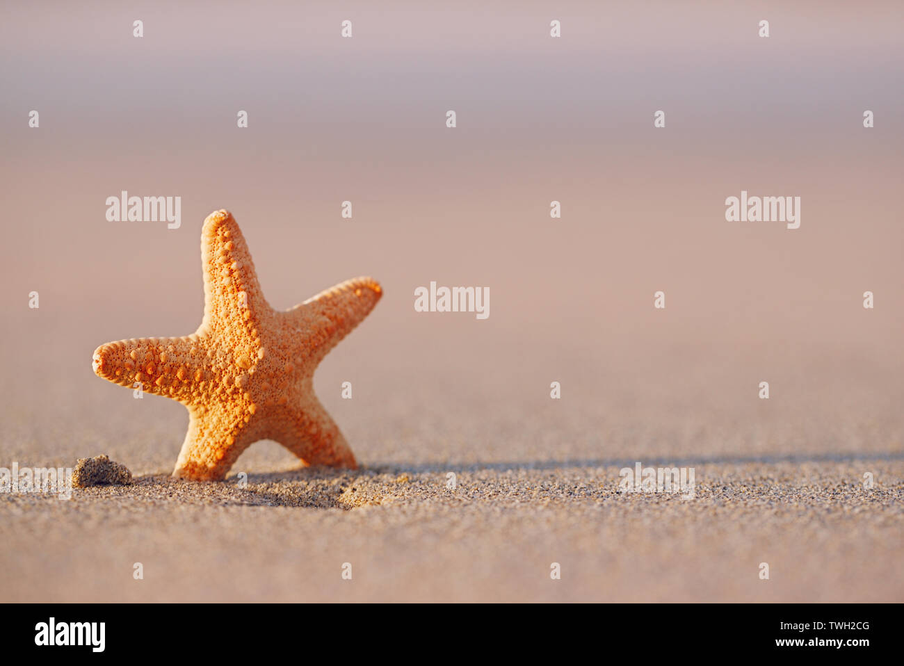 Starfish float hi-res stock photography and images - Alamy
