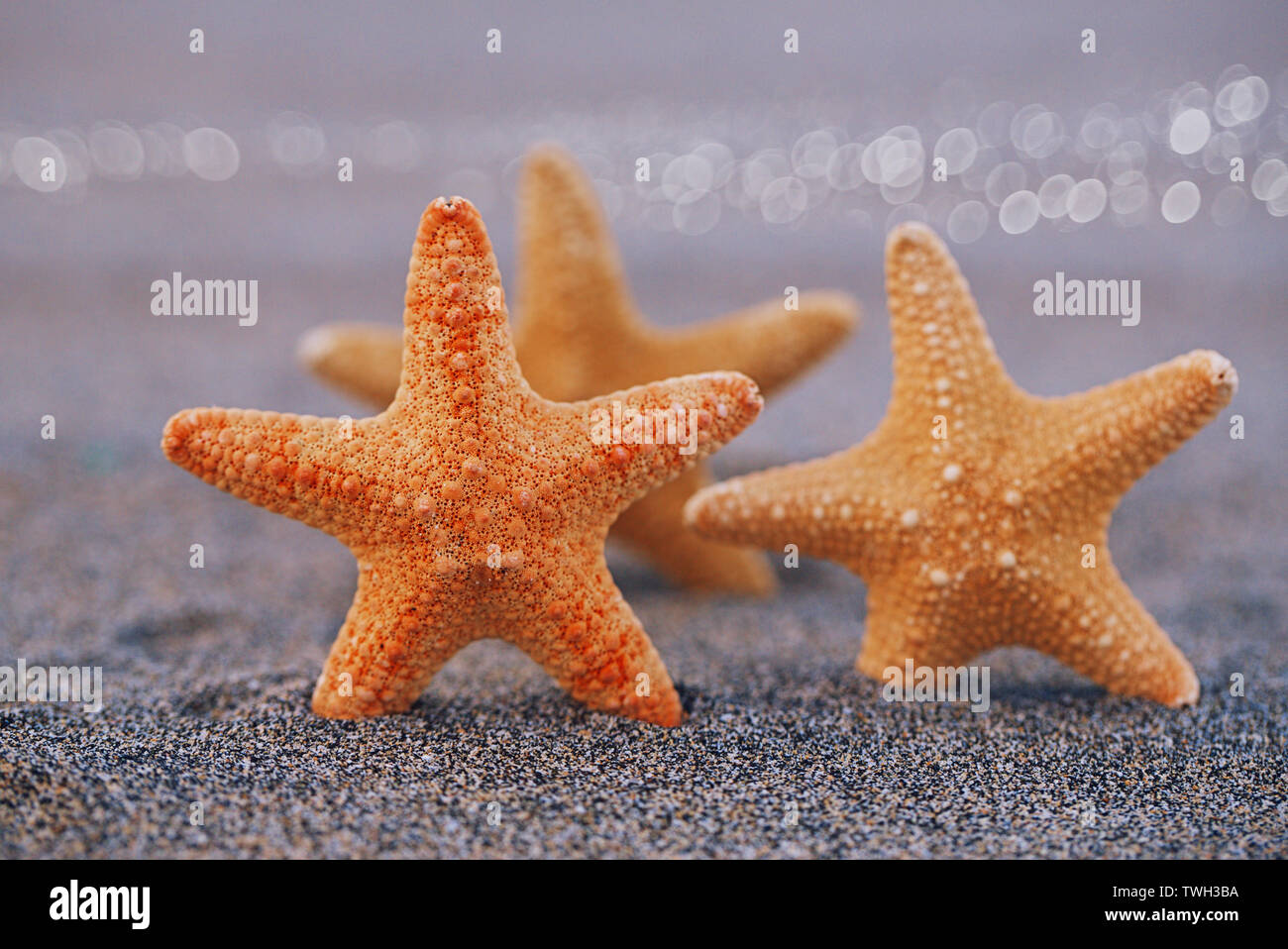 Starfish float hi-res stock photography and images - Alamy