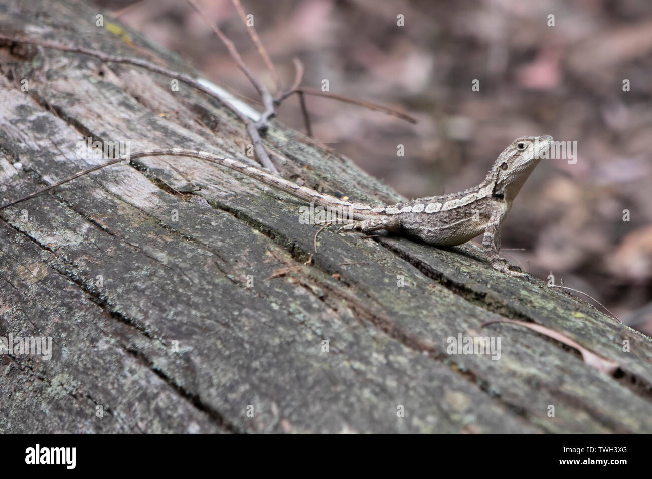 A small lizard sitting on a dead tree stump lying on the ground Stock ...