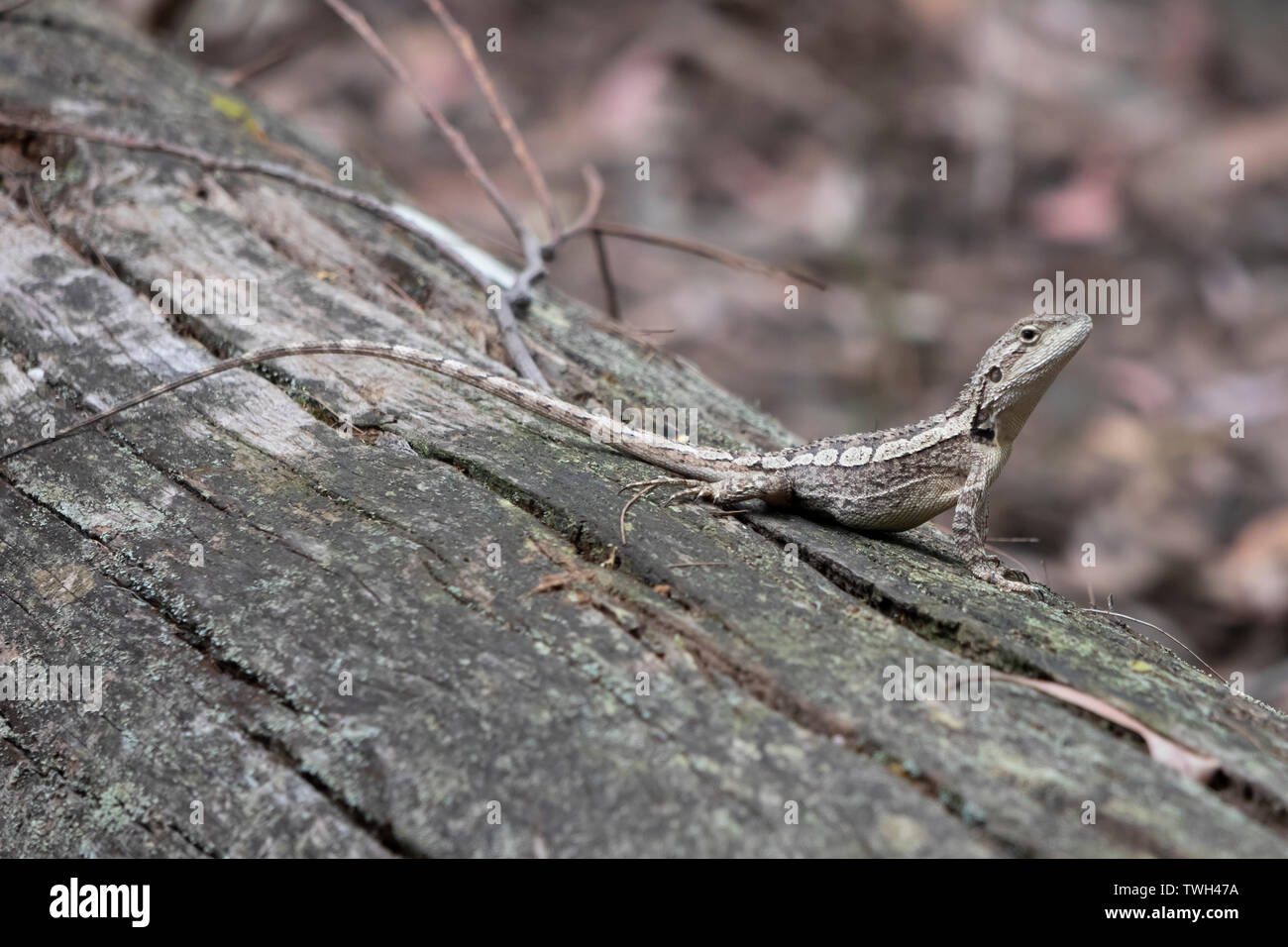 A small lizard sitting on a dead tree stump lying on the ground Stock ...
