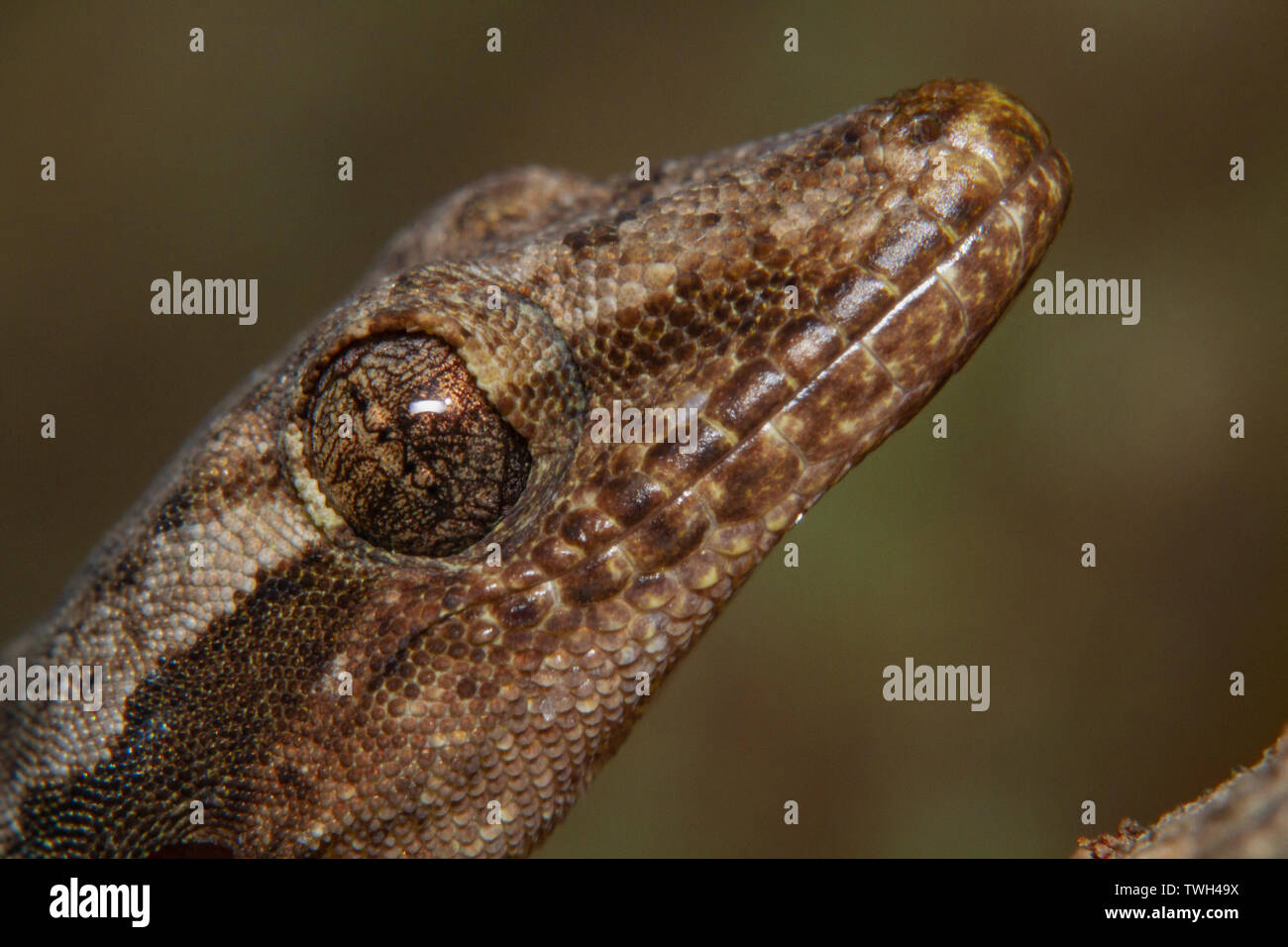 A house gecko closeup picture Stock Photo - Alamy