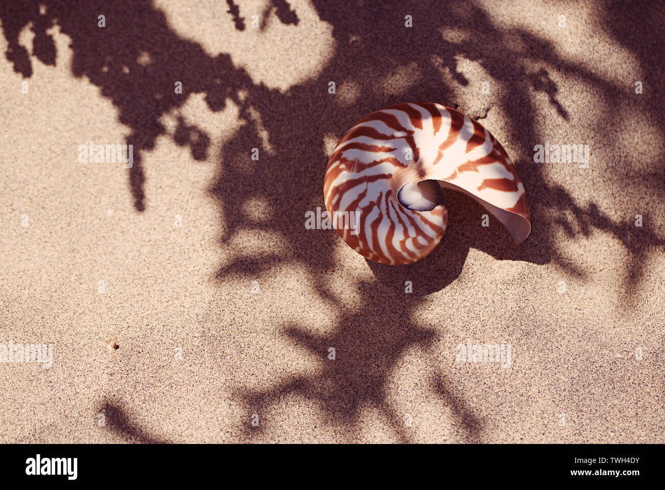 seashell nautilus on sea beach under bright sun light, Canary island ...