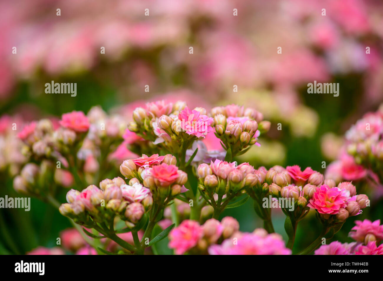 Gardening plants longevity flowers Stock Photo - Alamy