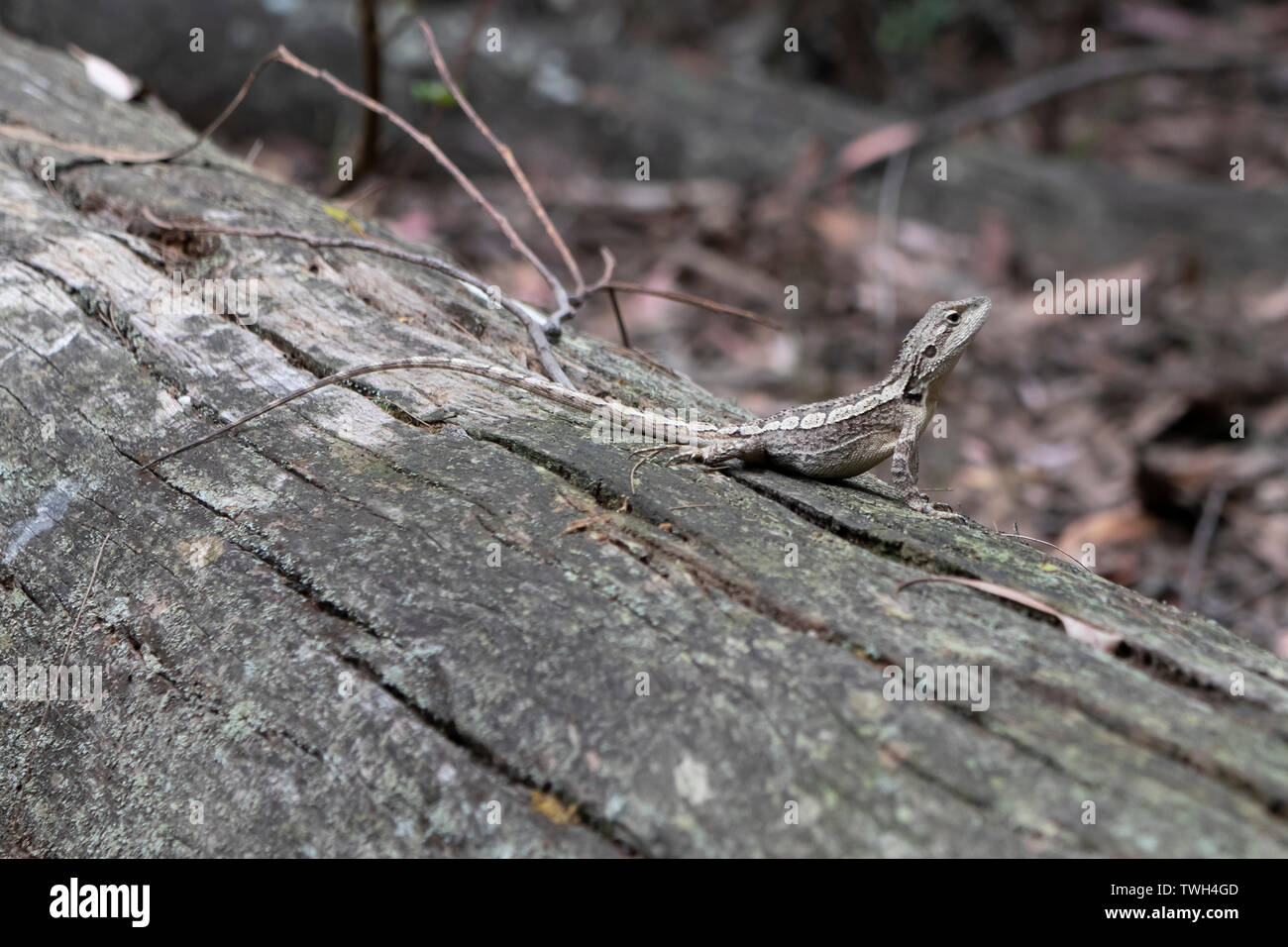 A small lizard sitting on a dead tree stump lying on the ground Stock ...