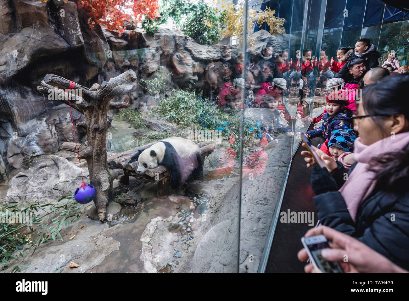 Tourists watching panda bear in Panda House in Beijing Zoo in Beijing ...