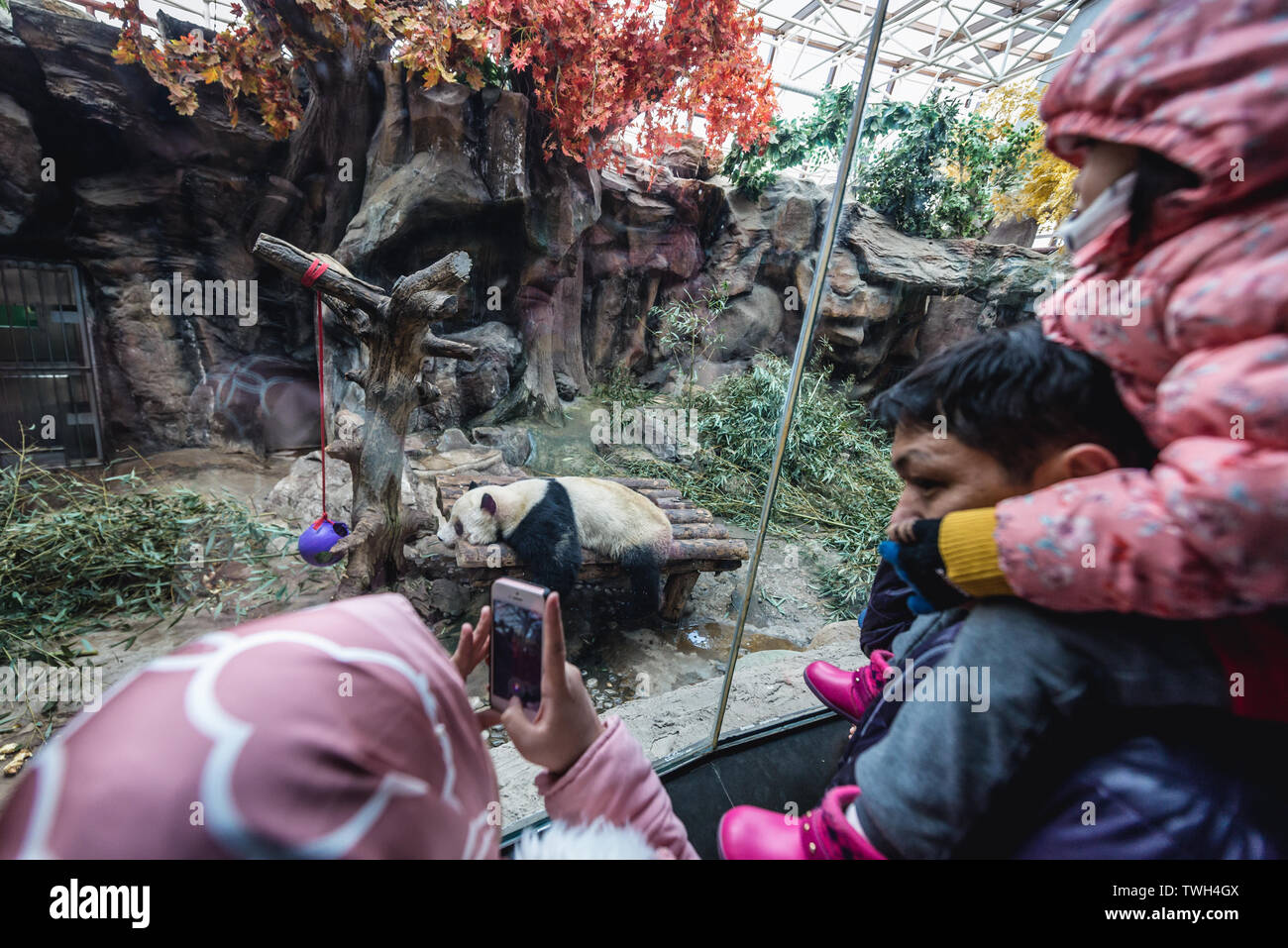Tourists watching panda bear in Panda House in Beijing Zoo in Beijing ...