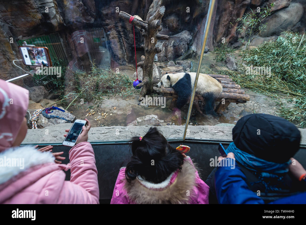 Tourists watching panda bear in Panda House in Beijing Zoo in Beijing ...