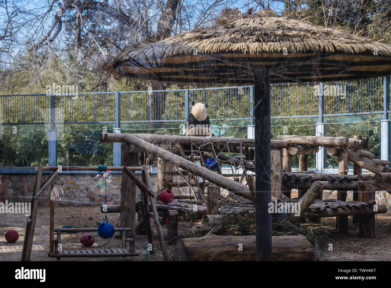 Panda bear in new Panda House in Beijing Zoo, China Stock Photo - Alamy